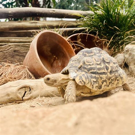 Leopard Tortoise Stigmochelys Pardalis Are The Fourth Largest Species Of Tortoise In The