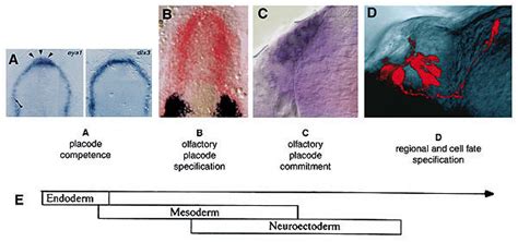 Model For Induction Of The Olfactory Placode A Olfactory Placode Download Scientific Diagram