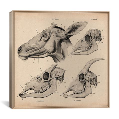 Icanvas Goat Head Skeleton Anatomy By Wilhelm Ellenberger And Hermann