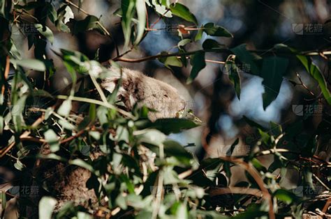 睡觉的考拉在树上吃桉树叶。