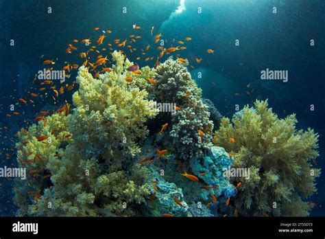 The Red Sea Alternatively Arabian Gulf Or Gulf Of Arabia Is A Seawater