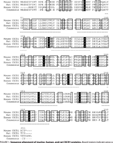 Figure 1 From Murine Cxcr1 Is A Functional Receptor For Gcp 2 Cxcl6 And Interleukin 8 Cxcl8