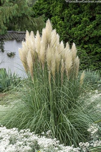 Buy The Best Pampas Grass Plants For Sale Online With Free Shipping From Wilson Bros Gardens