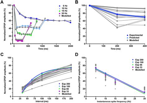 computational modelling of the feti flexor synapse demonstrates the