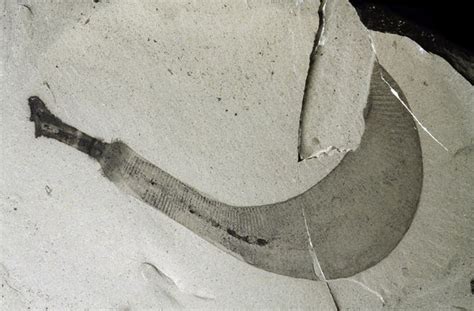 The Tooth Lined Penis Worm Now Gets A Dentist S Handbook