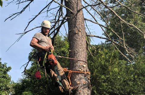 Tree Removal Woodbridge CT Tree Cutting Service Woodbridge Stump Removal Near Me Riley