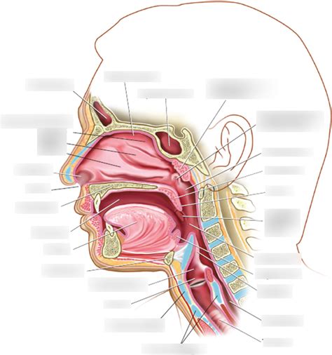 Upper Airway Diagram Diagram Quizlet