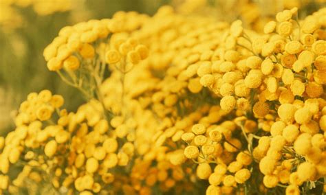 Yellow Flower Pastel Color Palettes