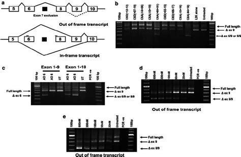 A Overview Of Exon Skipping Approach GRMD Mutation Causes Download Scientific Diagram