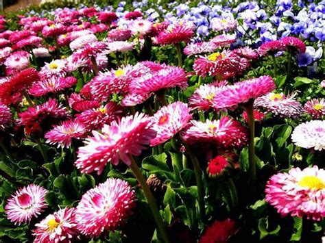 麦杆菊种子的种植方法 藤本月季网
