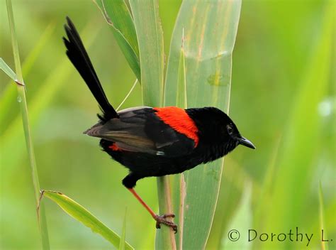 Is There A Red Headed Wren At Alexis Kevin Blog