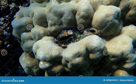 Bivalve Mollusk Identification Impossible And Hump Coral Porites Sp