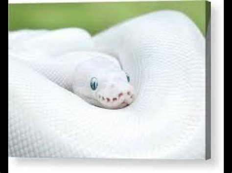 Part Of Learning About Ball Pythons Youtube