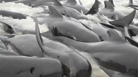 Pilot Whales 51 Die After Mass Stranding On Beach As Rescuers Battle