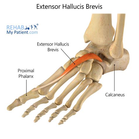 Extensor Hallucis Brevis Rehab My Patient