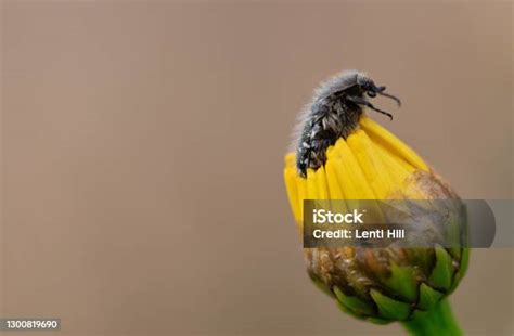 노란 셀란딘 꽃에 앉아 검은 딱정벌레가 꿀을 먹는다 겨자 내부벼룩 딱정벌레의 매크로 샷 또는 유채 노란색 꽃 식물 계절에 대한 스톡 사진 및 기타 이미지 Istock