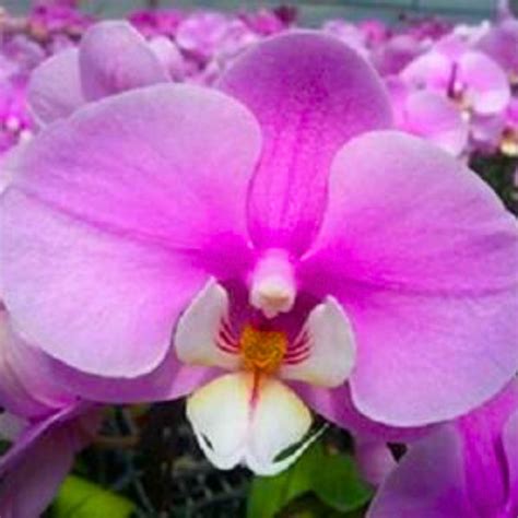 Phalaenopsis Taisuco Anna - Blooming Size – Seed2Plant