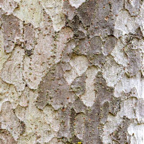 Fss Slippery Elm Bark Extract G Soothing And Conditioning Botanical