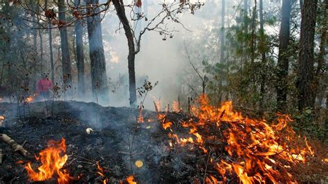 130 Incendios Forestales Se Han Registrado En Venezuela Qué Pasa