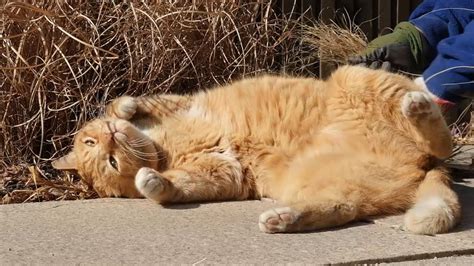 꿈은 없고요 그냥 놀고 싶습니다 Youtube