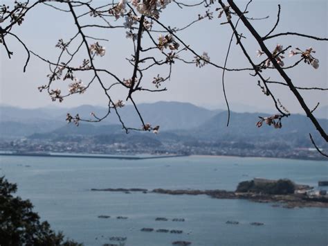 一日一花 海の見える丘から サクラ 遠見半島