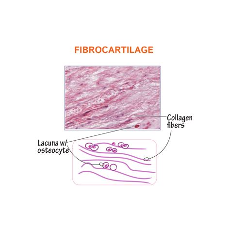 Histology Glossary Histology Cartilage Ditki Medical And Biological Sciences