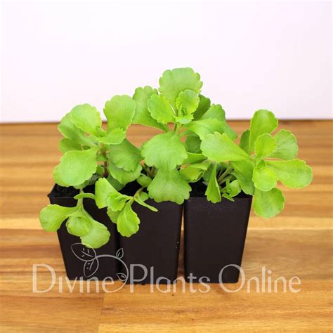 Sedum Selskianum Sedum Spirit Divine Plants Online Shop