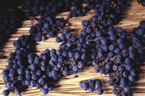 Appassimento Uva Uva Come Fare Appassire Luva Per Il Passito