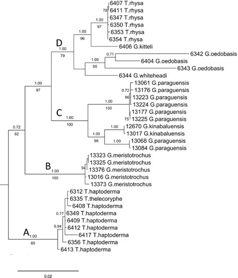 Bayesian Inference Tree Of Geotrochus And Trochomorpha Spp Based On