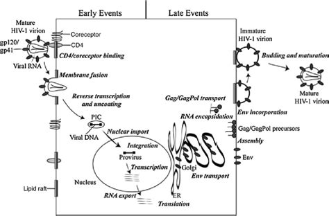 Schematic Representation Of The Hiv 1 Replication Cycle The Details Of Download Scientific