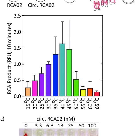 Detection Of Target Dna Using Crispr Dcas9 And Rca A Representative Download Scientific