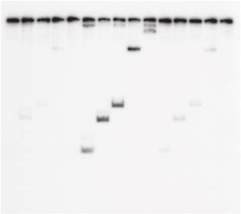 Fancm Can Promote Fork Regression A Experimental Scheme Fork Fancm Can Promote Fork Regression A Experimental Scheme Fork