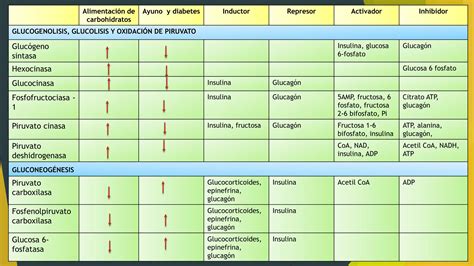 Resumen Glucolisis Ciclo De Krebs Cadena De Electrones