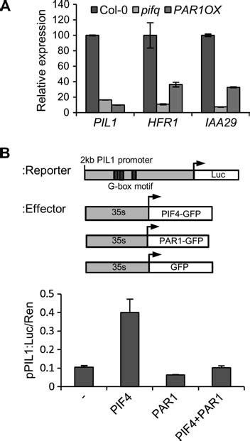 Par1 Inhibits Pif4 Mediated Transcriptional Activation A Download Scientific Diagram
