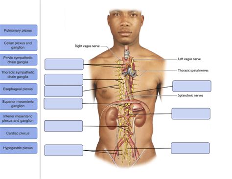 Celiac Plexus Anatomy