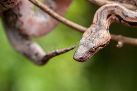 Python Madagascar African Island Stock Image Image Of Beautiful