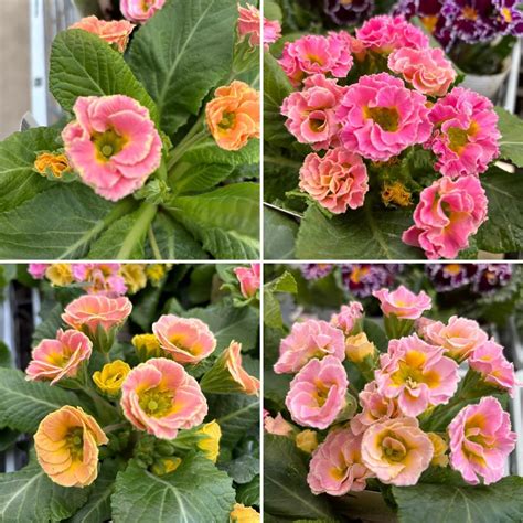 Jp フリル咲き プリムラジュリアン パラダイス アソート 3〜35号ポット苗 3株セット ジュリアン 寄せ植え 花壇