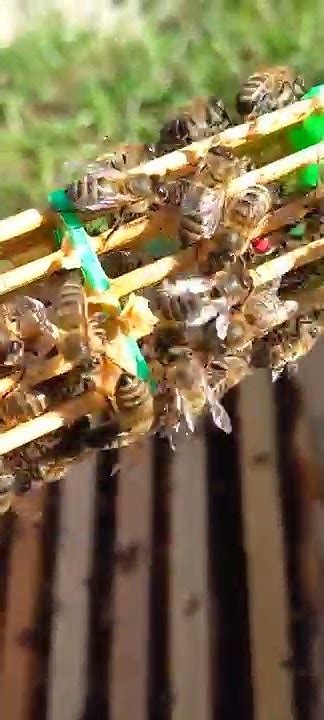 დედა ფუტკარი იზოლიაციაში Youtube