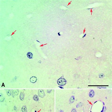 Layers I A And Ii B C Somatosensory Cortex Of A White Rat Brain Download Scientific