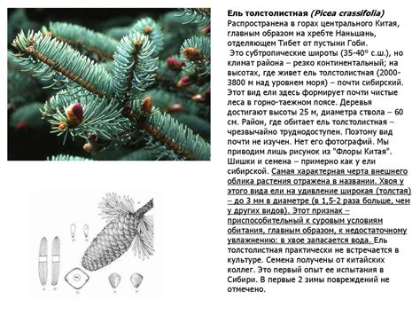 Ассортимент хвойных растений для озеленения в Сибири презентация онлайн