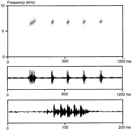 Audiospectrogram And Waveform Of The Advertisement Call Of Hyla Joannae