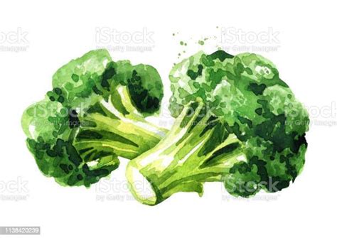 신선한 브로콜리 손으로 그린 수채화 그림 흰색 배경에 고립 브로콜리에 대한 스톡 벡터 아트 및 기타 이미지 브로콜리 수채화