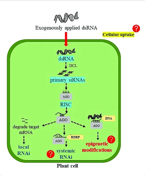 Possible Fate Of Exogenously Applied Double Stranded Rna Dsrna Into