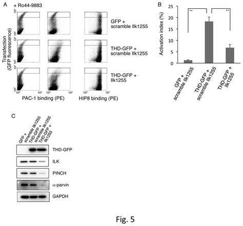Knockdown Effects Of Ilk On Thd Mediated αiibβ3 Activation A Dot