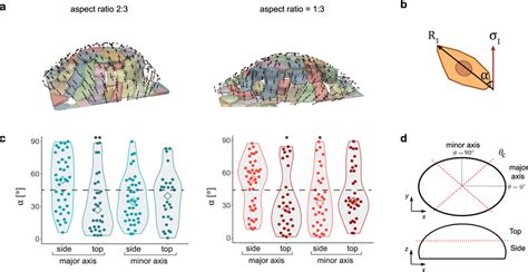 Relationship Between Stress And Cell Orientation In Elliptical Domes A