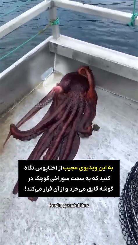 ویدیو جالب از شباهت اختاپوس ها با موجودات فضایی؟