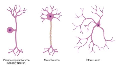 Sensory Neuron Interneuron Motor Neuron Interneurons Physiopedia