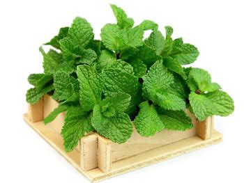 Difference Between Mint And Peppermint Mint Vs Peppermint