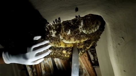 মৌচাক ভাঙার সহজ নিয়ম ও কৌশল ।। সরাসরি চাক থেকে কিভাবেই মধু বের করে ।।🐝🐝🐝 Youtube