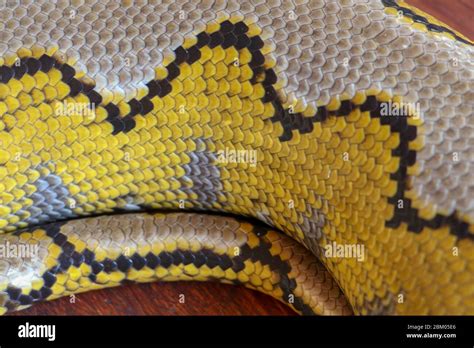 Python Réticulé Albino Python Serpent Jaune Couché Sur La Table En